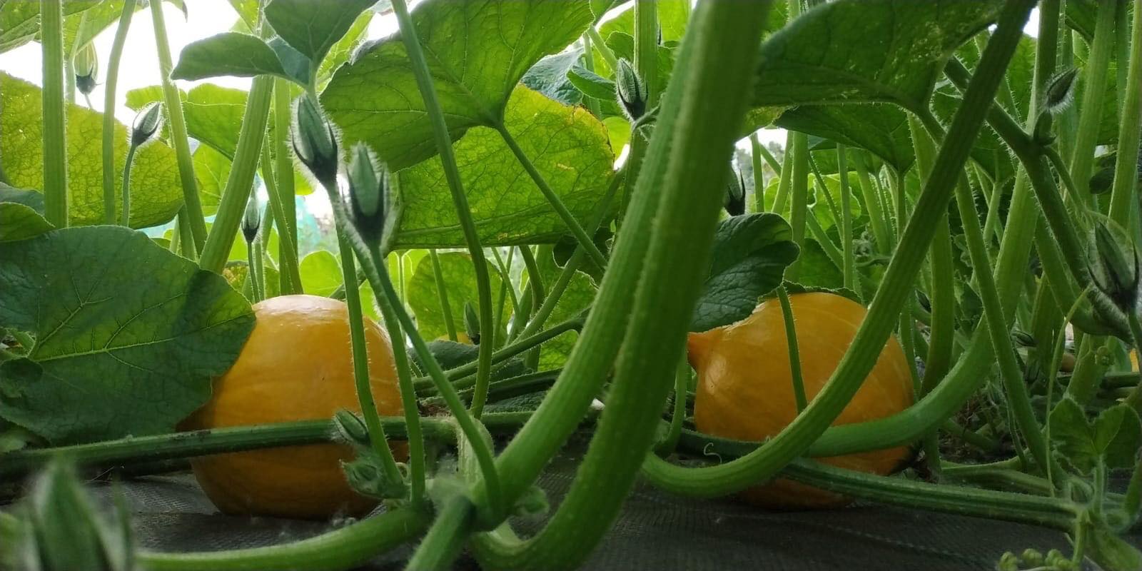 pompoenen - Oogstkoken