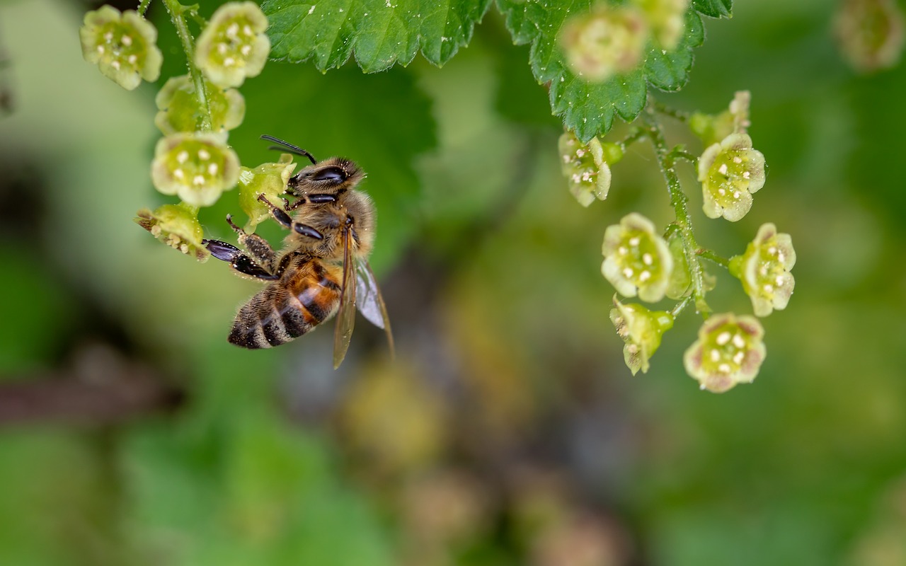 Zo trek je de juiste insecten voor je moestuin - Oogstkoken